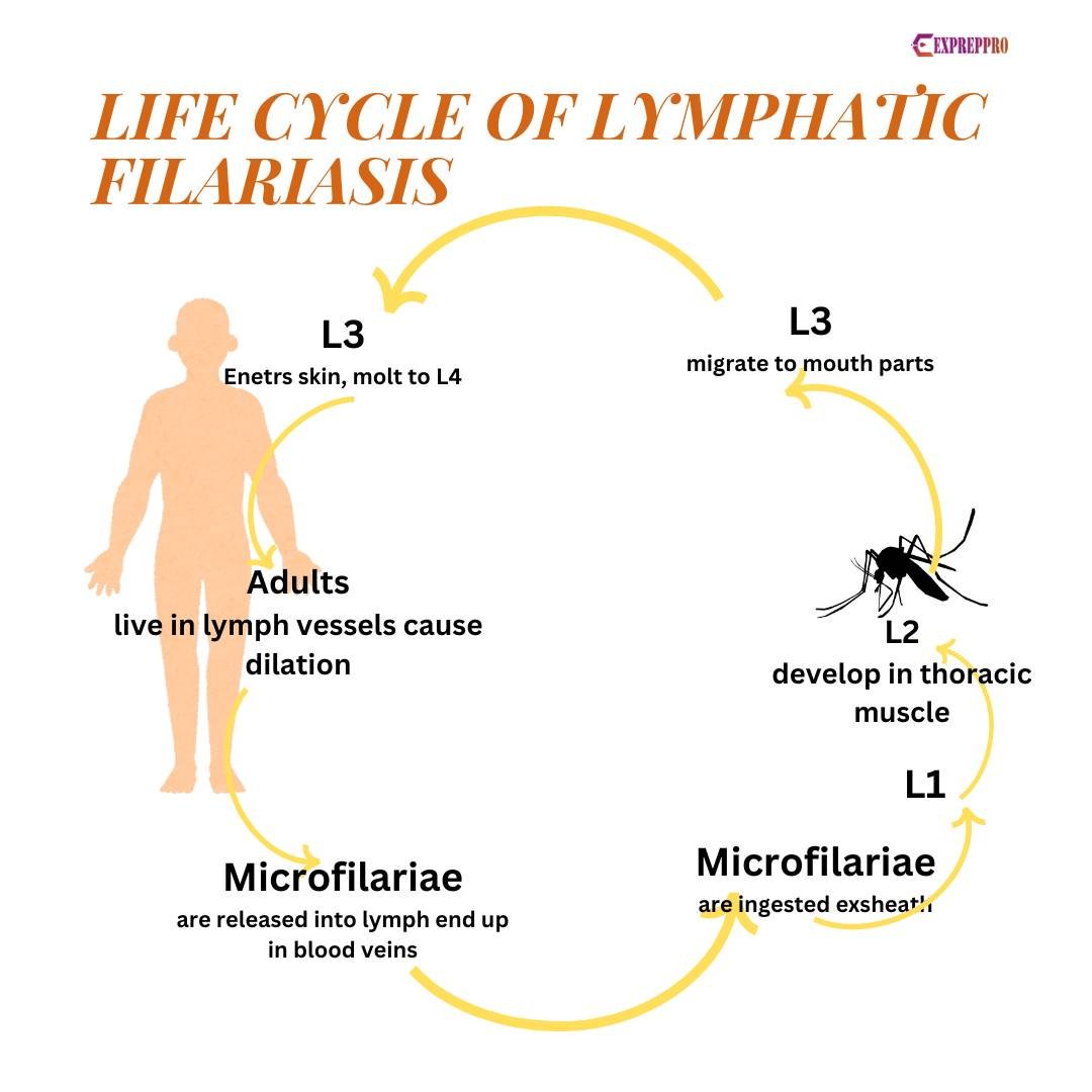 INTRODUCTION TO LYMPHATIC FILARIASIS | UPSC Science